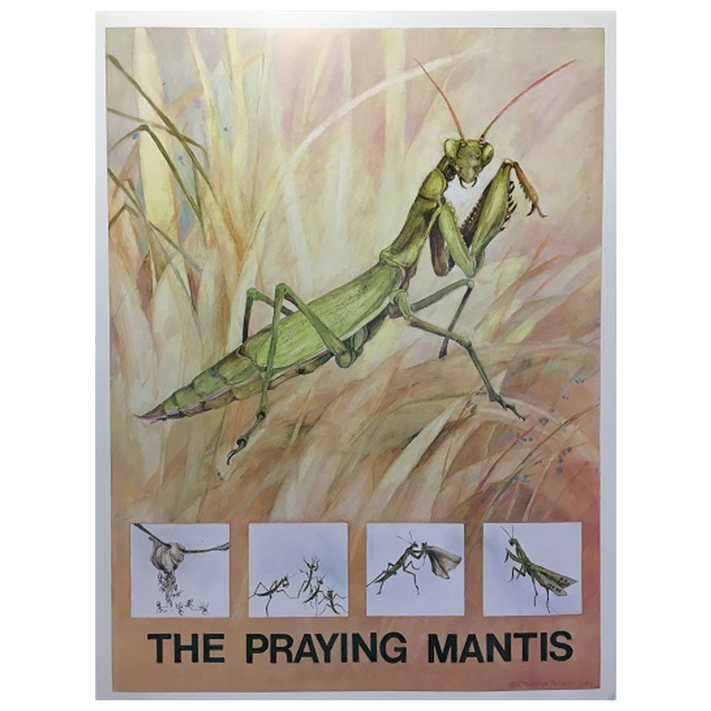 Praying Mantis Poster | Insect Lore
