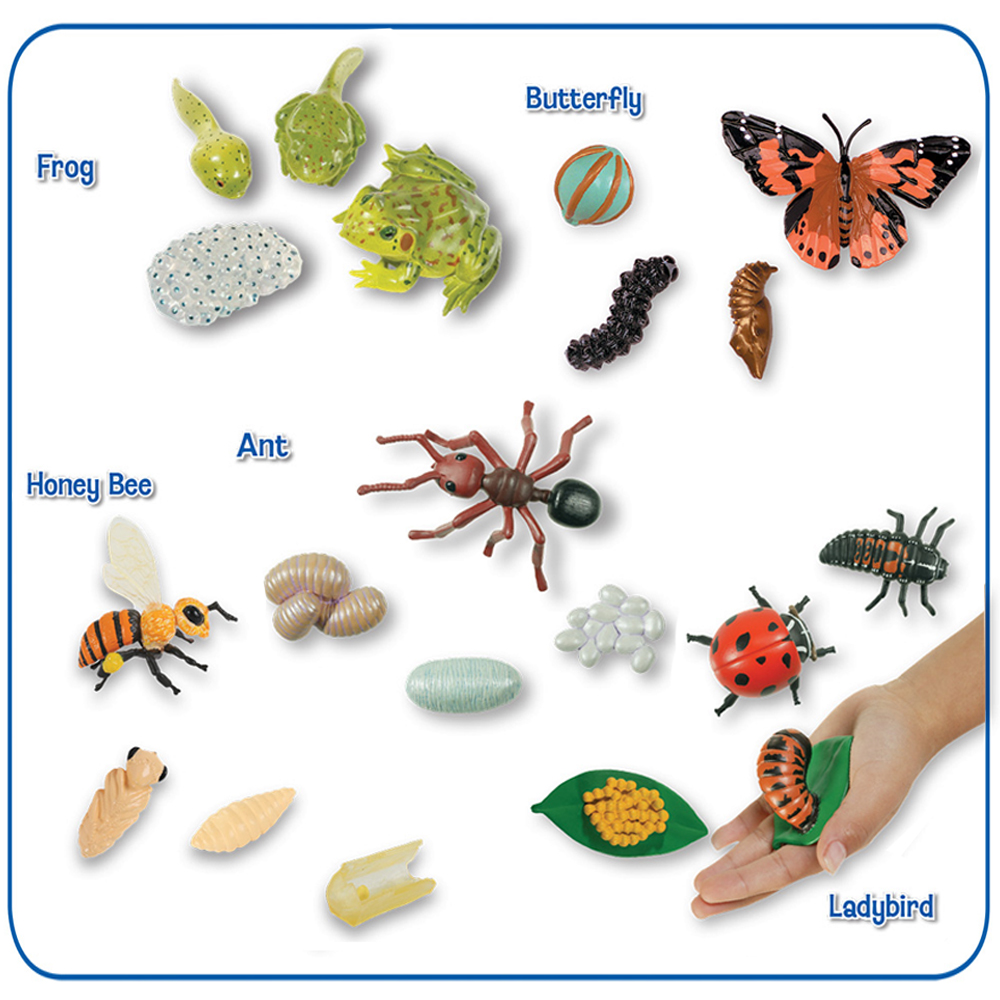 Life Cycle Stages Figurines Collection | Insect Lore